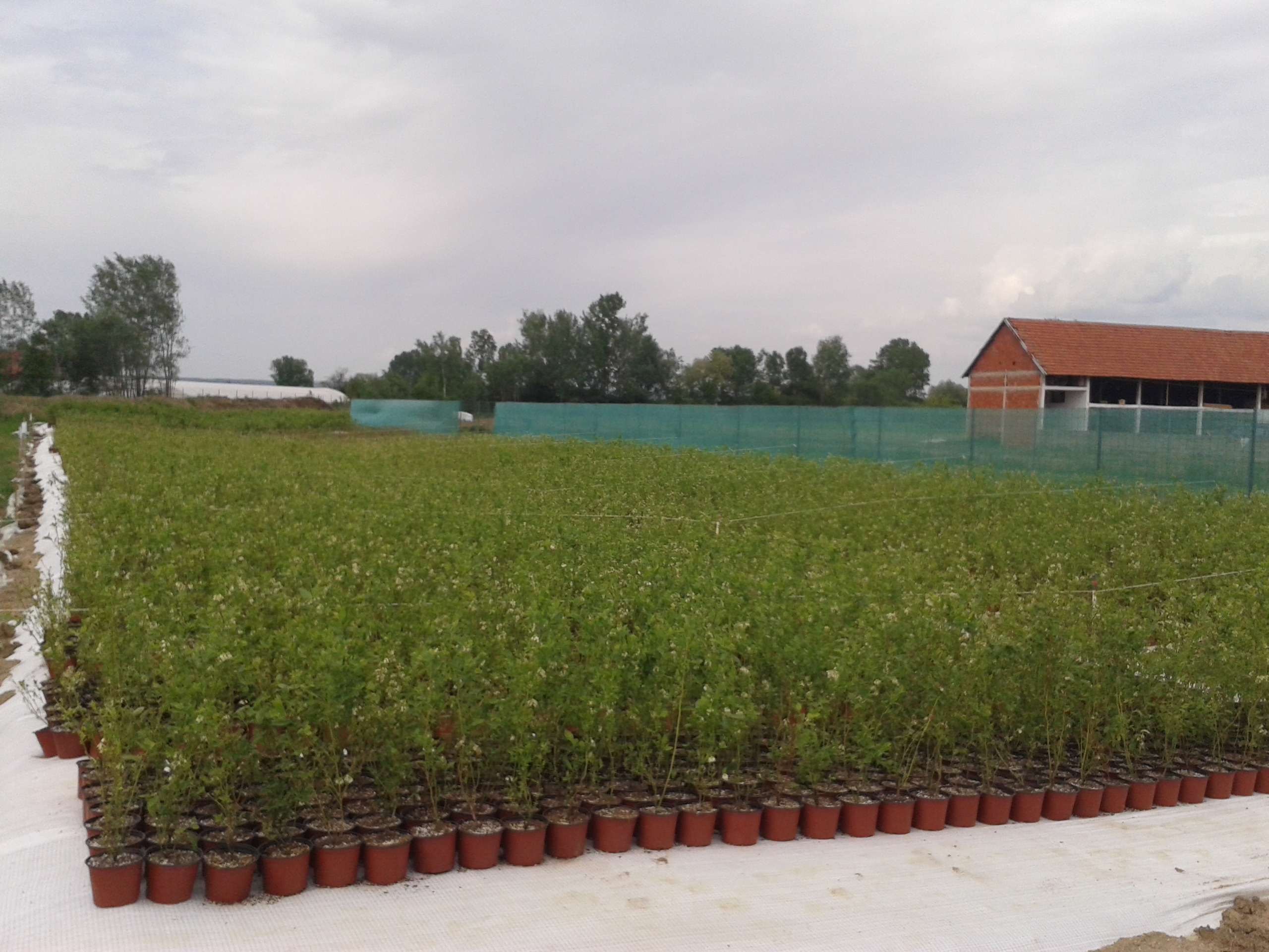 Sadnice borovnice, Agro frukt