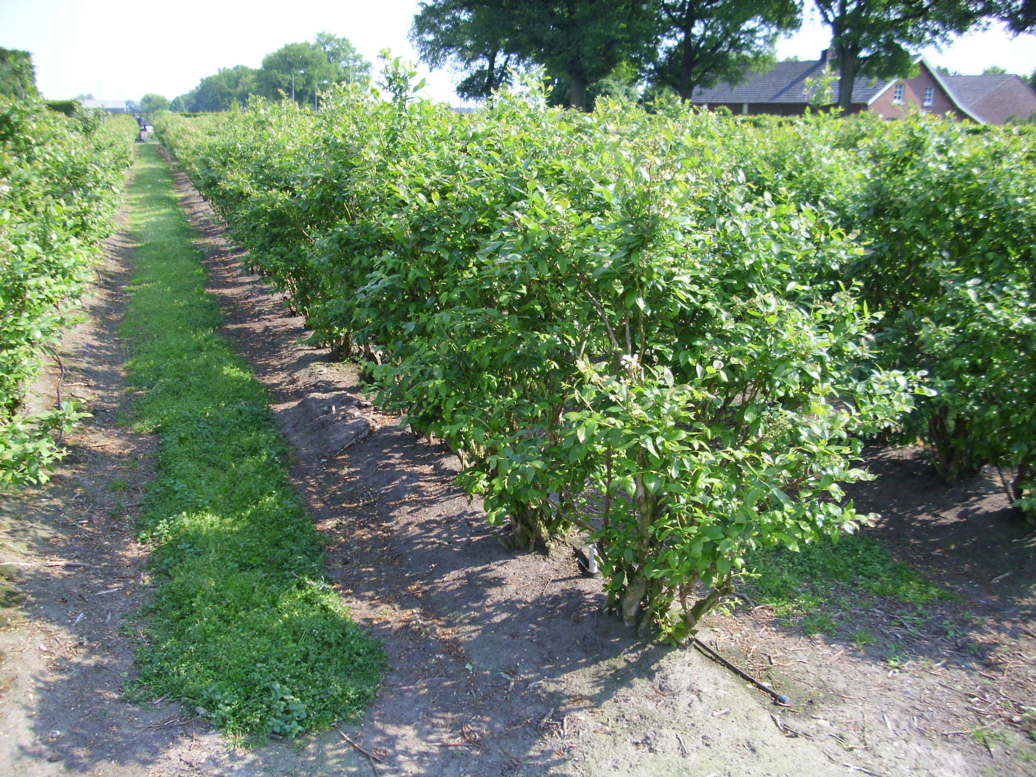 Sadnice borovnice, Agro frukt