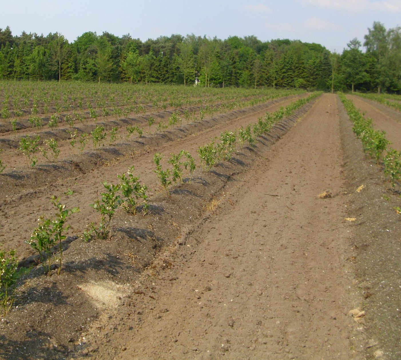 Sadnice borovnice, Agro frukt